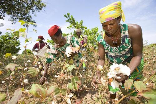 La Sodecoton poursuit sa croissance produc­tion