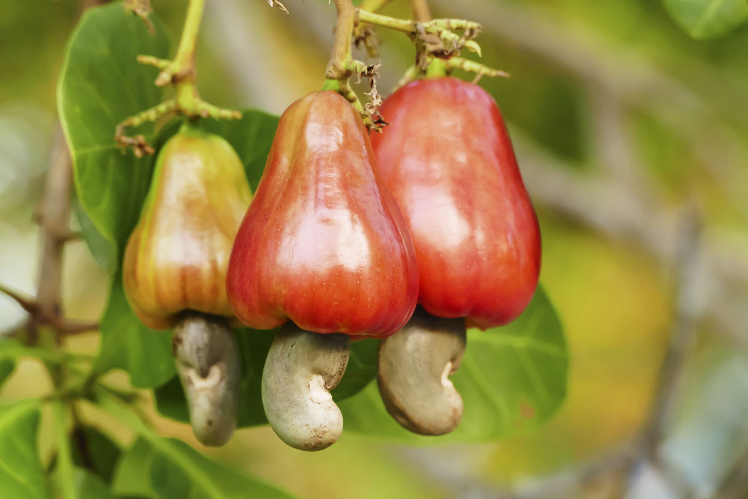 Noix de cajou : l ’Irad veut porter la production à 5 millions de tonnes