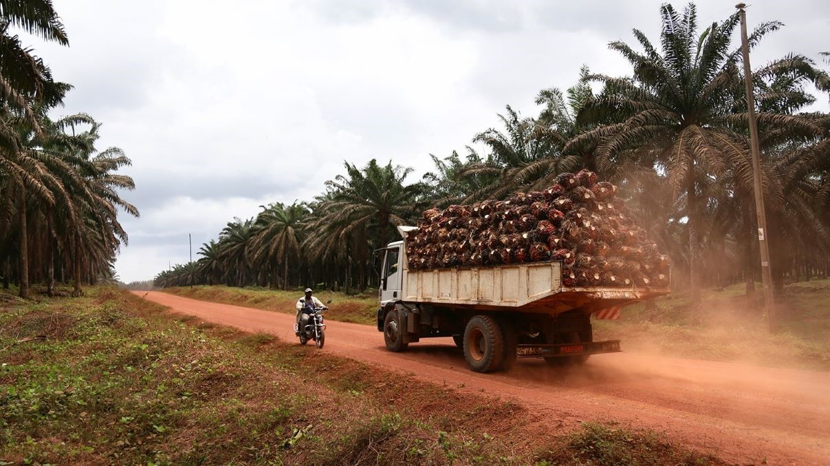 Huile de palme, semences de palmier, caoutchouc .... : les activités de ...