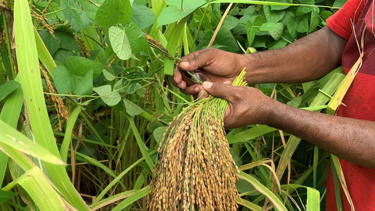 Agro-industrie : 2ème producteur de riz au Cameroun, Unvda revendique ...
