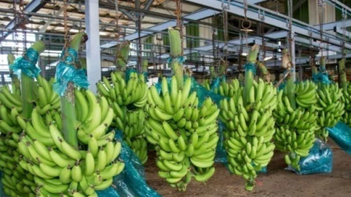 Cameroun : les exportations de bananes en hausse de 11 003 tonnes (+68 ...