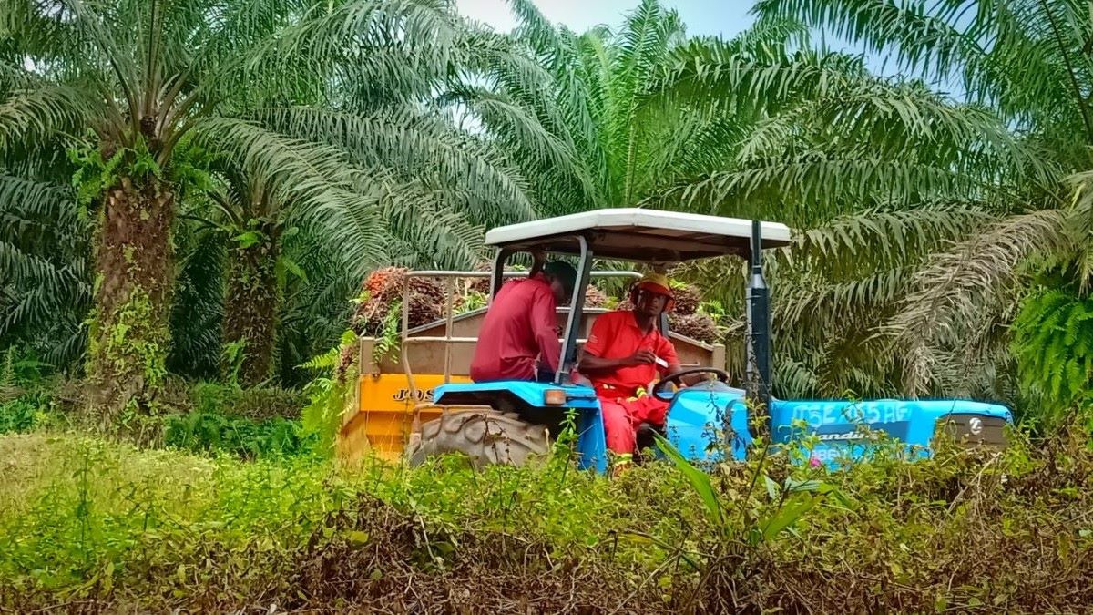 BVMAC : Socapalm va distribuer plus de 11 milliards FCFA à ses ...