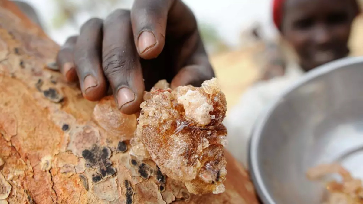 Gomme arabique : le Tchad détrône le Soudan comme premier fournisseur ...
