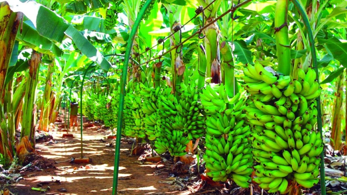 Banane : le Cameroun exporte 16 437 tonnes en juillet, un bond de 9 % ...