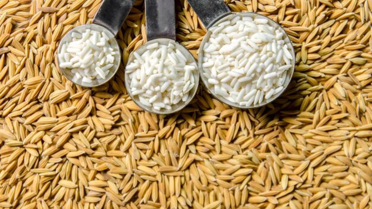 Riz paddy : grâce au Tchad, la CEMAC franchit 774 000 tonnes (+21%) en 2024