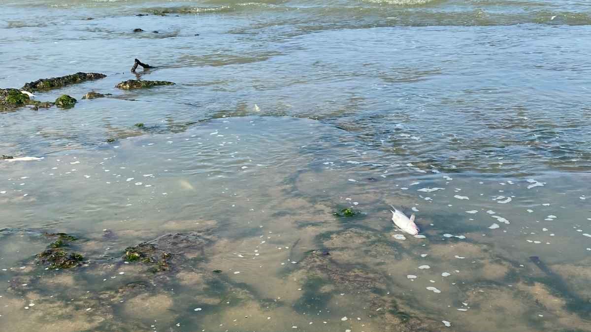 Gabon: une pollution au pétrole brut touche le sud du pays